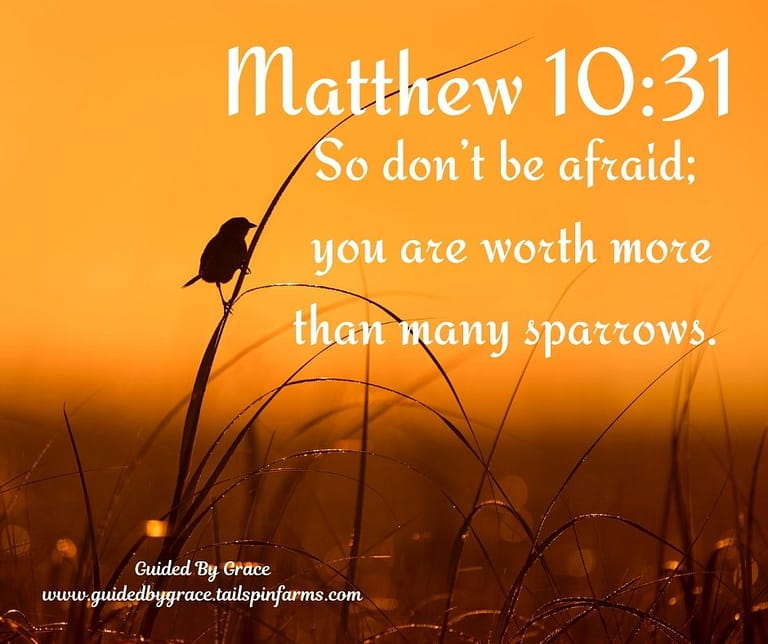 YOU ARE WORTH MORE / MATTHEW 10:31 - Guided By Grace